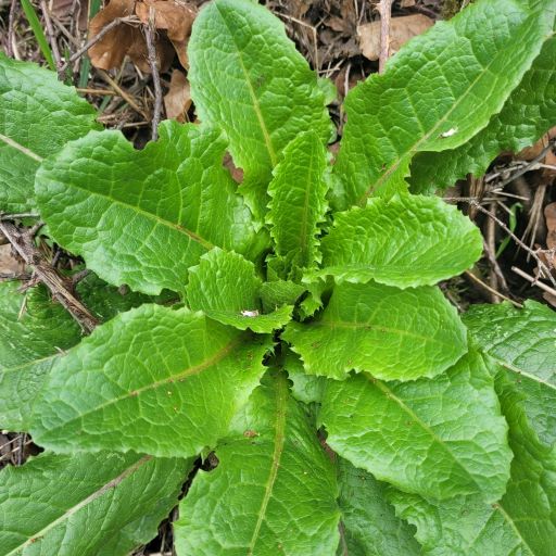 Laitue Vireuse – BomBom Nature